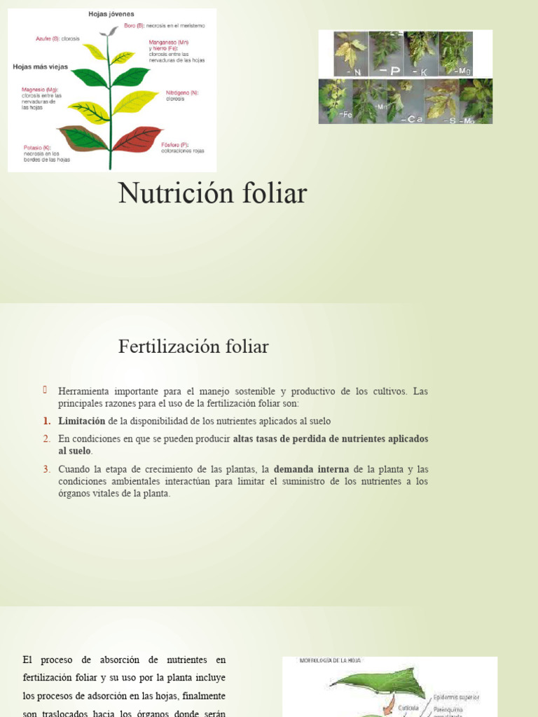Fertilización Foliar | PDF | Calcio | Hoja