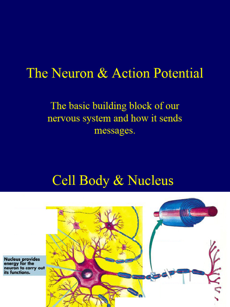 The Neuron and Action Potential PPT | PDF | Action Potential | Neuron