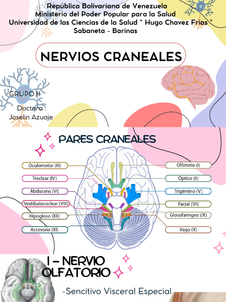 Nervios Craneales | PDF | Nervio vago | Anatomía