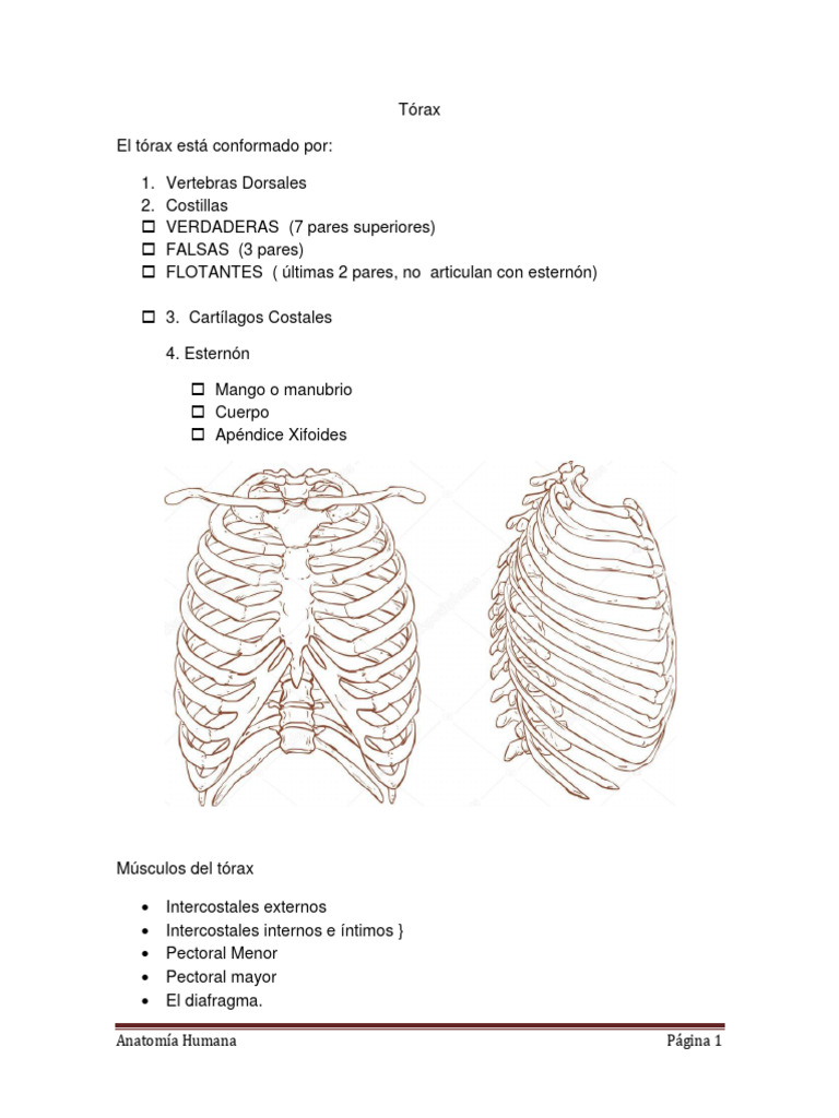 Manual Anatomia Lic | PDF | Corazón | Abdomen