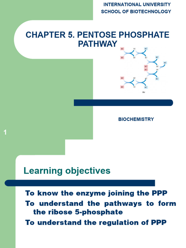 Chapter 5 Pentose Phosphate Pathway | PDF | Nicotinamide Adenine ...