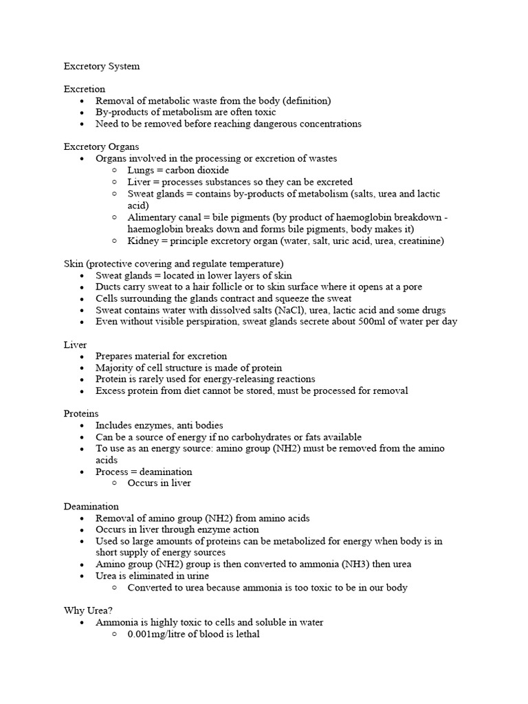 Excretory System | PDF | Kidney | Organ (Anatomy)