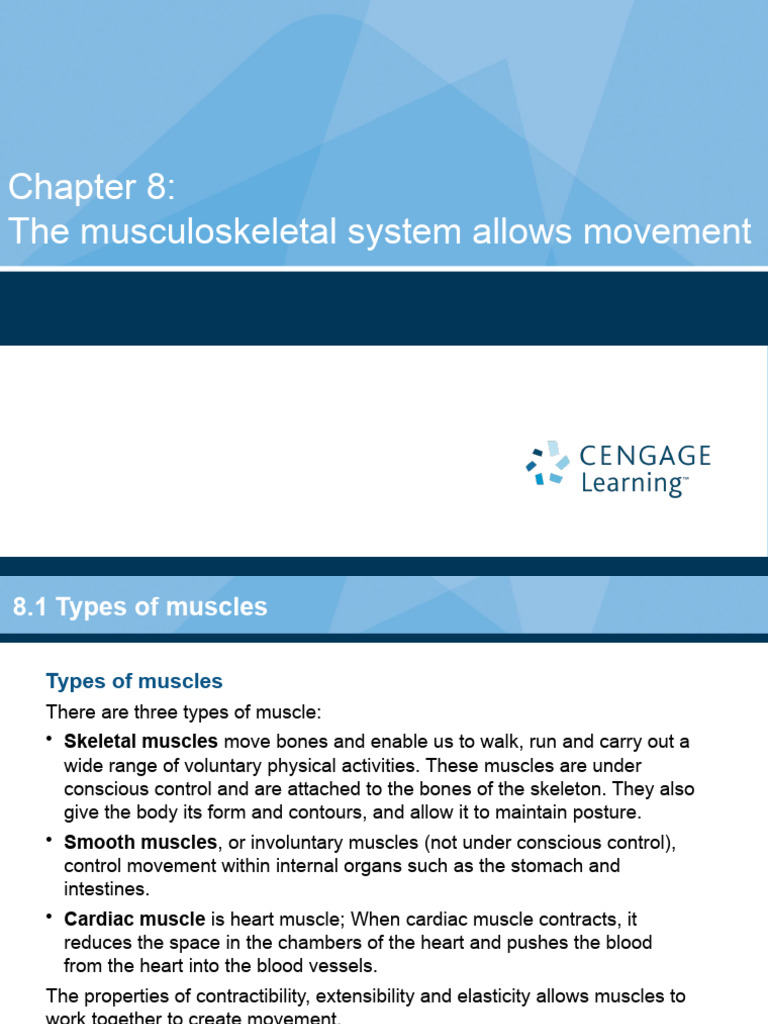 Chapter 8 PPT | PDF | Muscle | Skeleton
