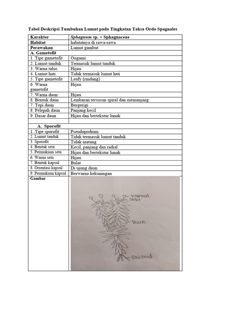 Tabel Deskripsi Tumbuhan Lumut Pada Tingkatan Taksa Ordo Spagnales | PDF