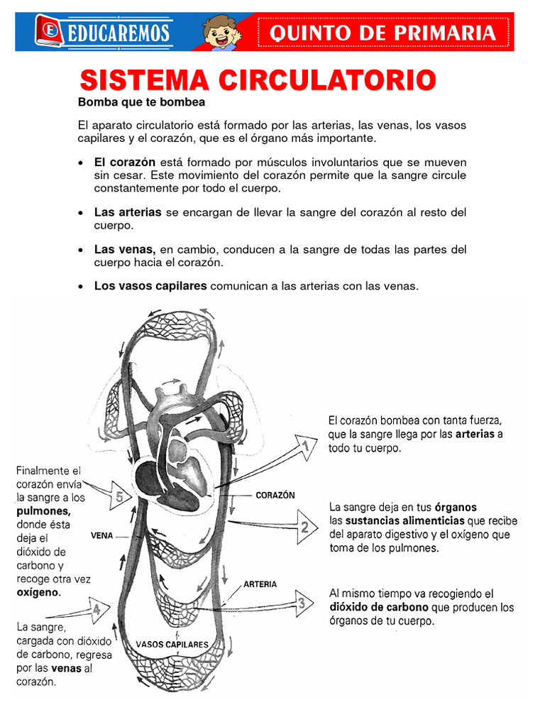 Sistema Circulatorio para Quinto Grado de Primaria | PDF | Sistema ...