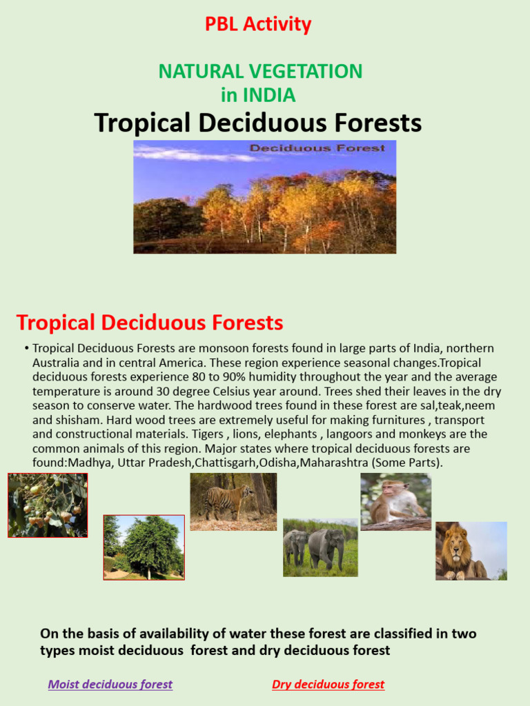 SST PBL Activity ppt on NATURAL VEGETATION in INDIA Tropical Deciduous ...