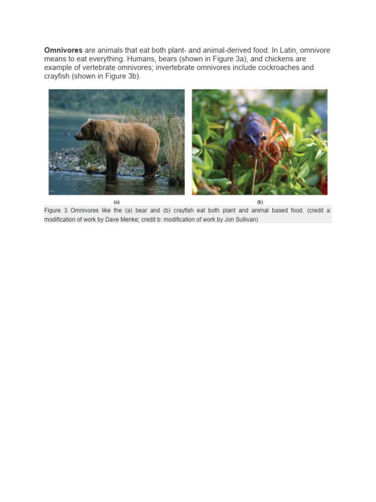 Understanding Omnivores | PDF