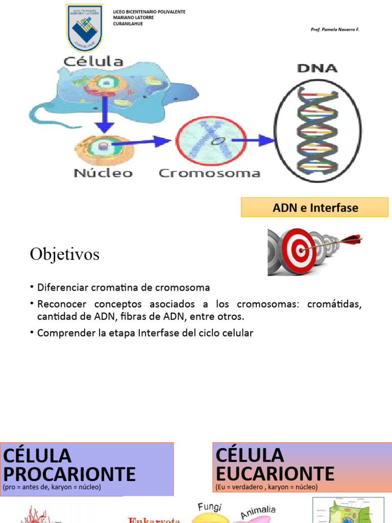 Clase ADN e Interfase | PDF | Adn | Cromosoma