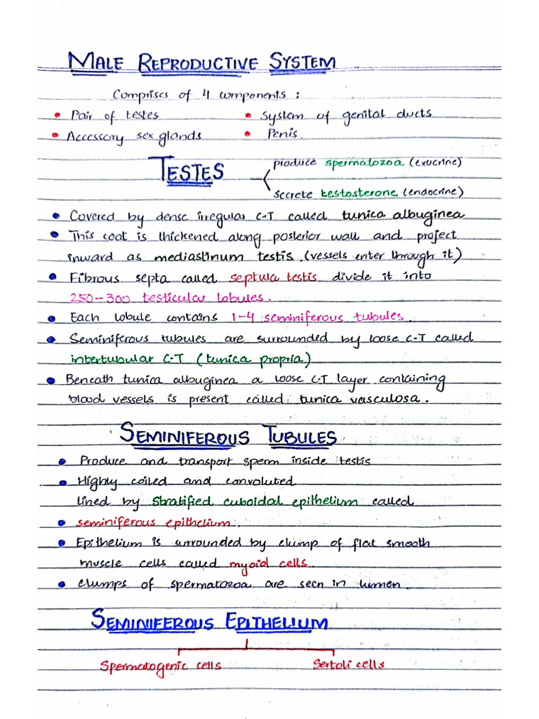 Male Reproductive System Histo | PDF