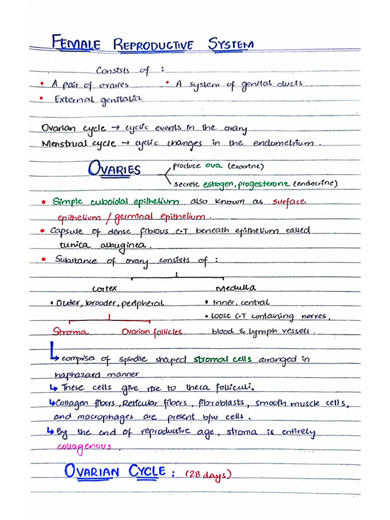 Female Reproductive System Histo | PDF