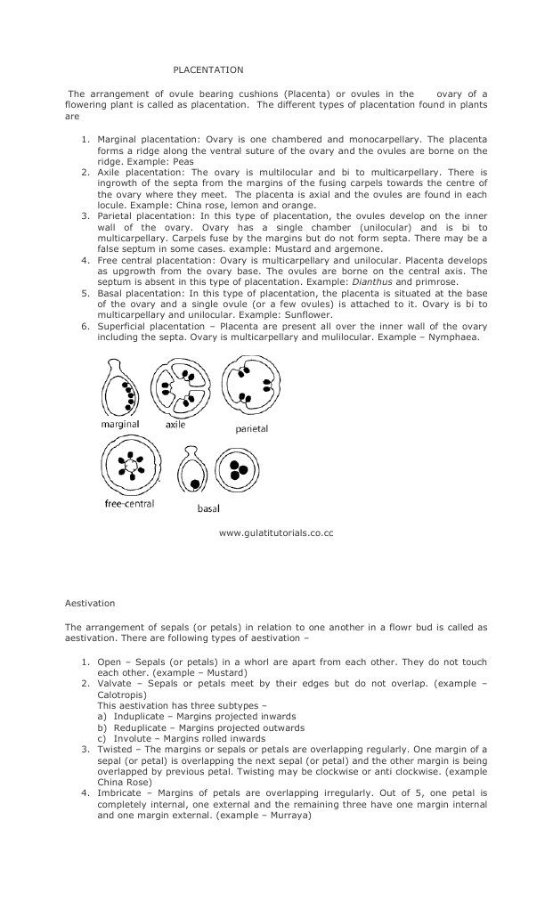 Placentation & Aestivation | PDF | Home & Garden