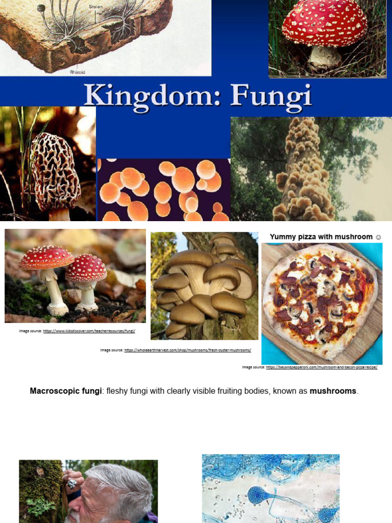 Fungi and protists.pptx | Download Free PDF | Fungus | Mold