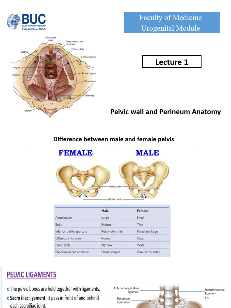 Pelvic and Perineum Anatomy Overview | PDF | Pelvis | Anatomy