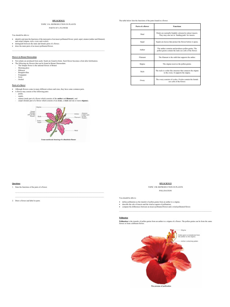 Spe Science Year 8 Chapter 15 | PDF | Flowers | Seed