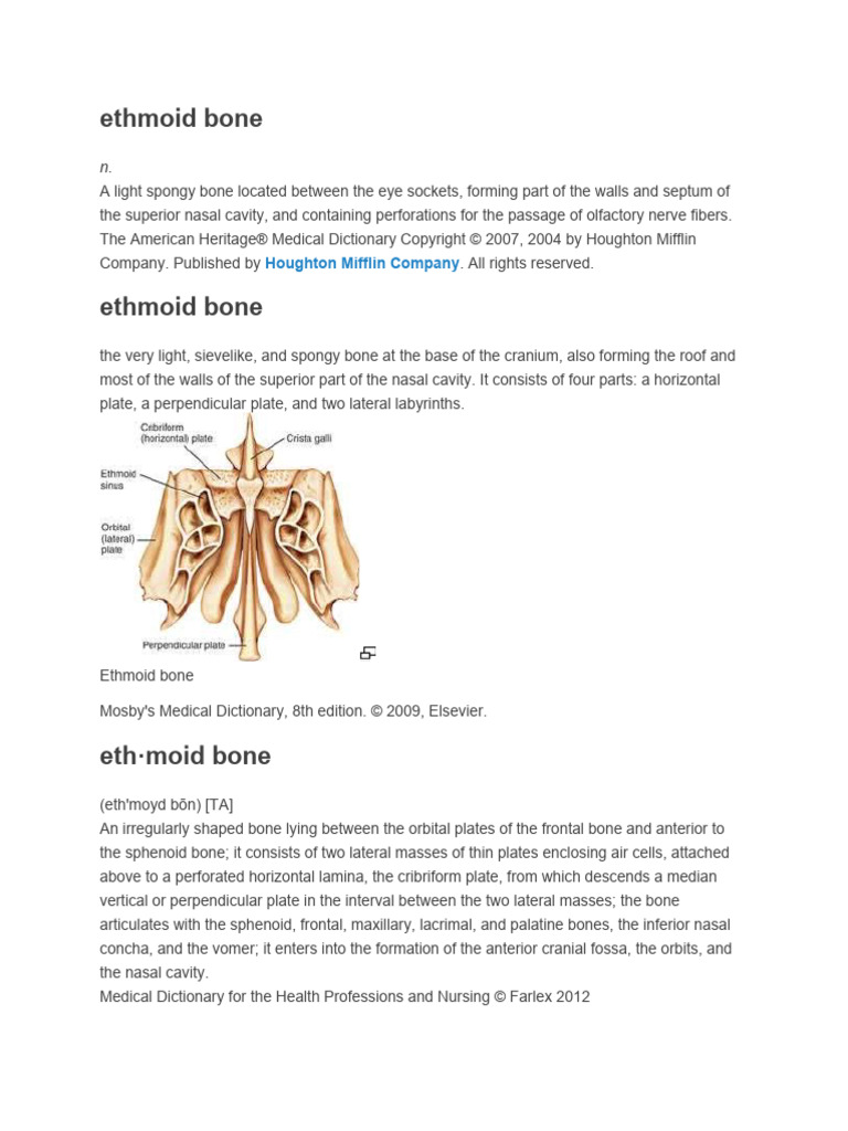 Ethmoid Bone | PDF