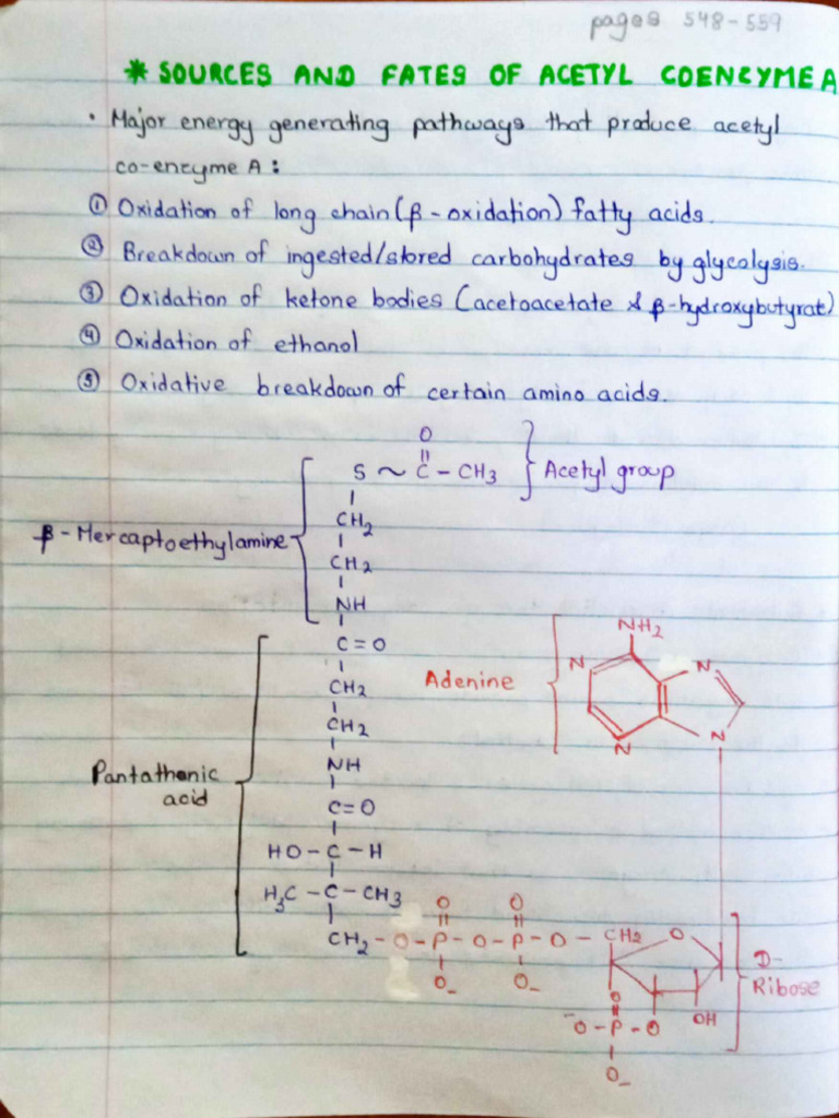 TCA Cycle | PDF