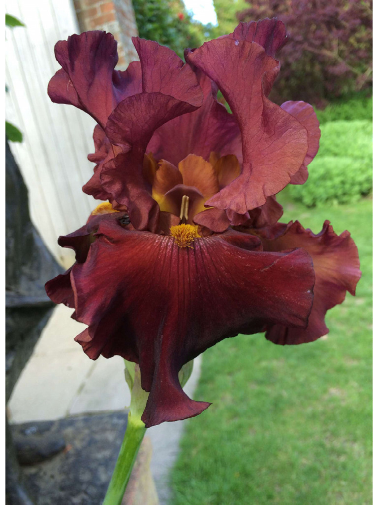 Bearded Iris | PDF
