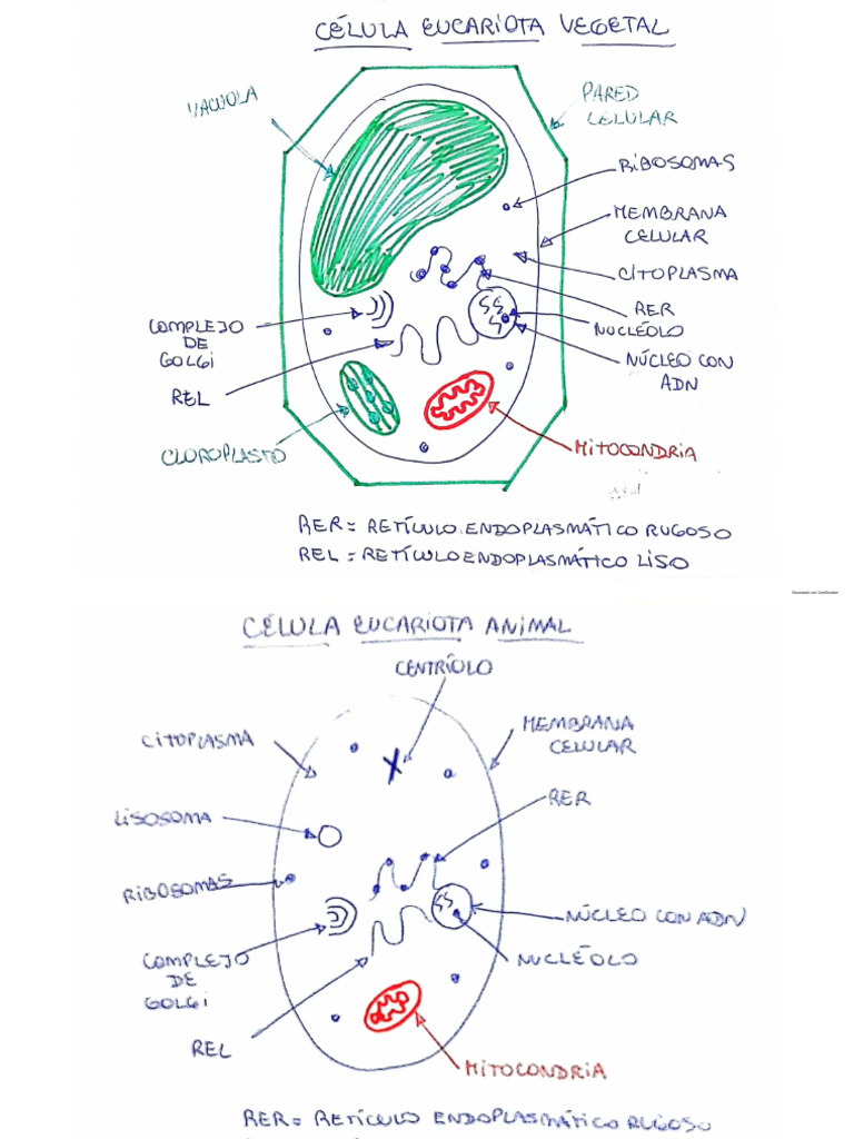 Esquemas Células Eucariotas | PDF