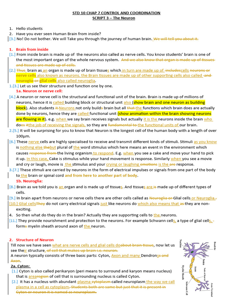 STD 10 Chap 7 Script 3 The Neuron 27.04 | PDF | Neuron | Axon