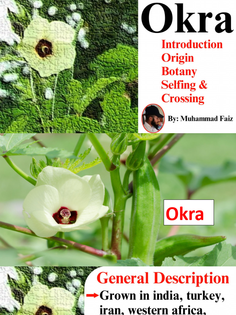 Okra Seed Breeding for Disease Resistance | PDF