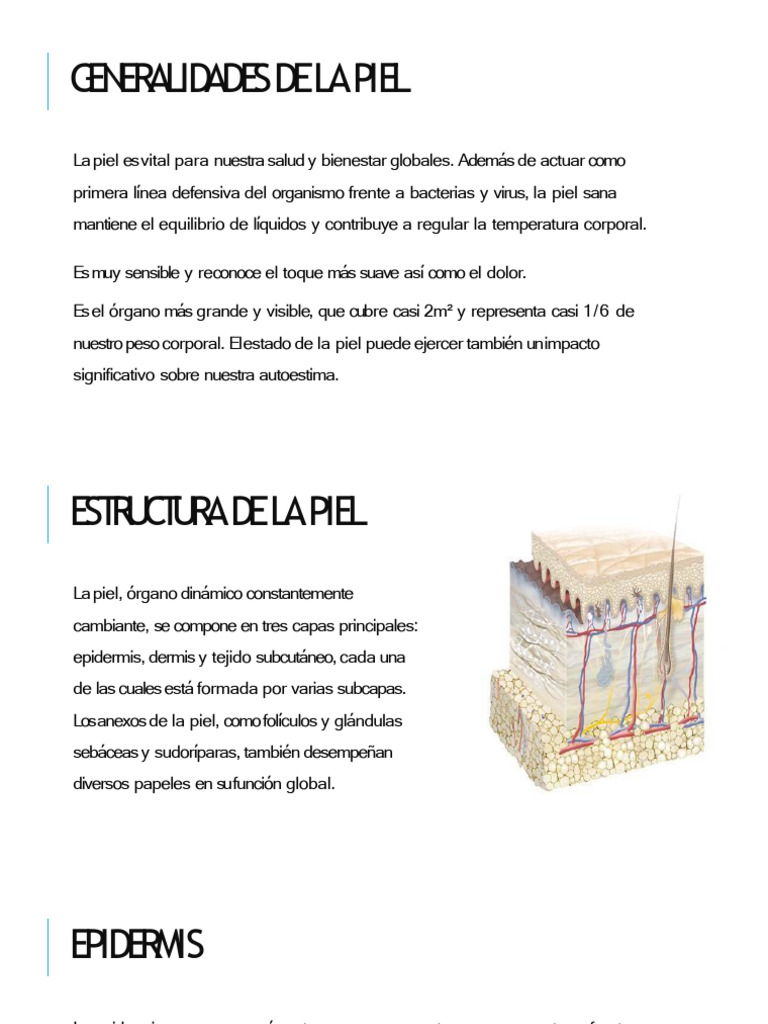 Anatomia-Funcional-Del-Rostro - MFG | PDF | Epidermis | Piel