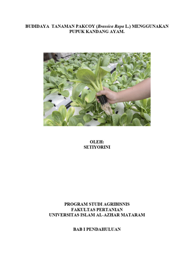 Budidaya Tanaman Pakcoy | PDF