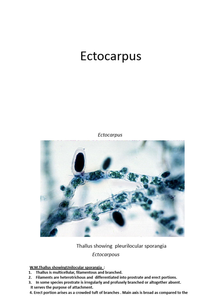 Ectocarpus: Structure & Reproduction | PDF | Science & Mathematics
