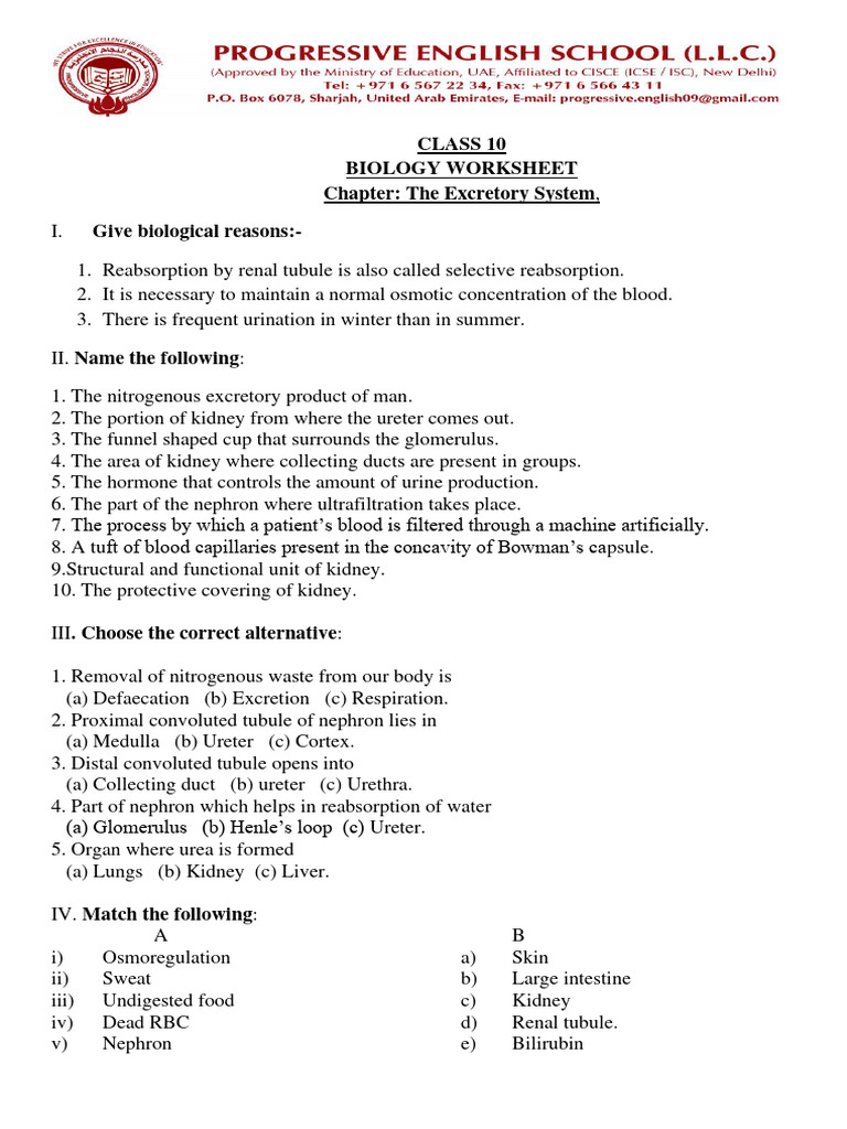 Biology Class 10 Ws Excretory System Pdf Kidney Urinary System