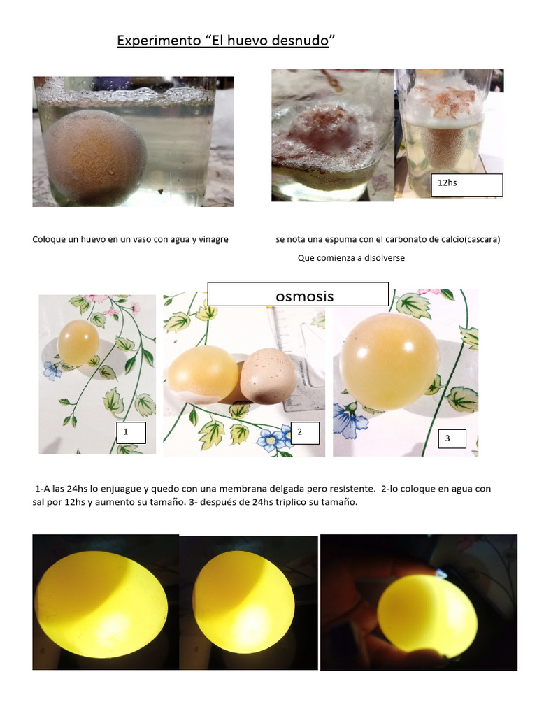 Experimento | PDF