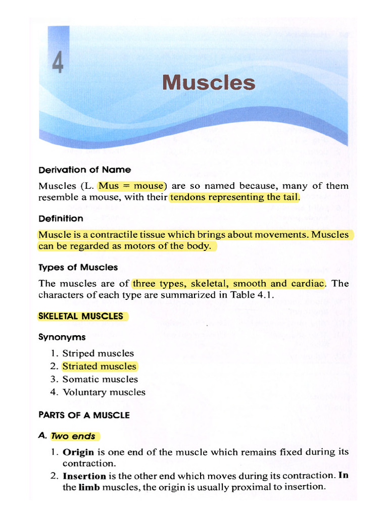 3. Muscle | PDF | Muscle | Morphology (Biology)