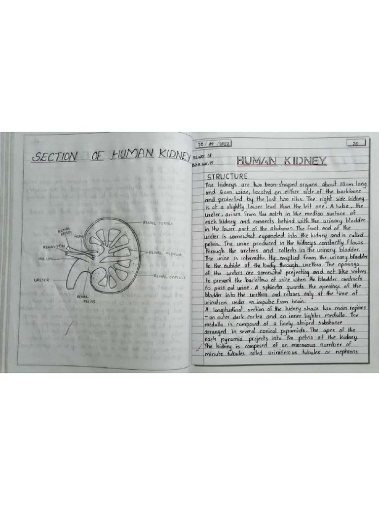 Kidney | PDF