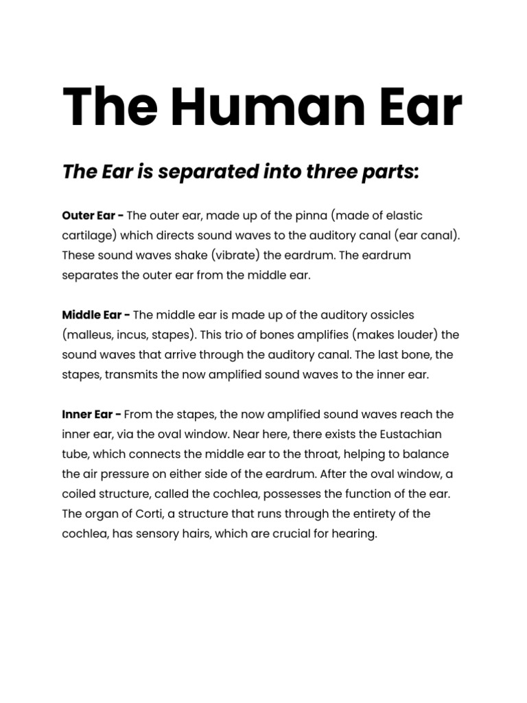 The Human Ear | Download Free PDF | Ear | Auditory System