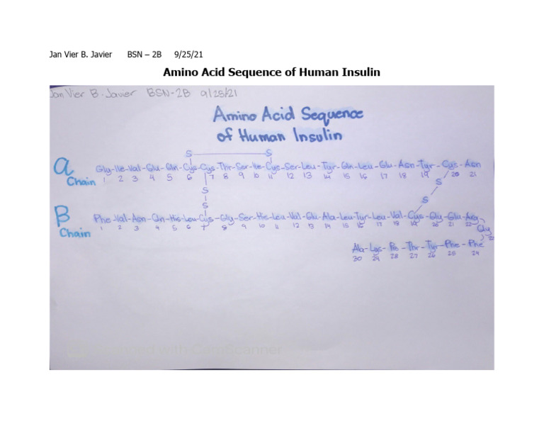 Amino Acid Sequence of Human Insulin (Handwritten) | PDF