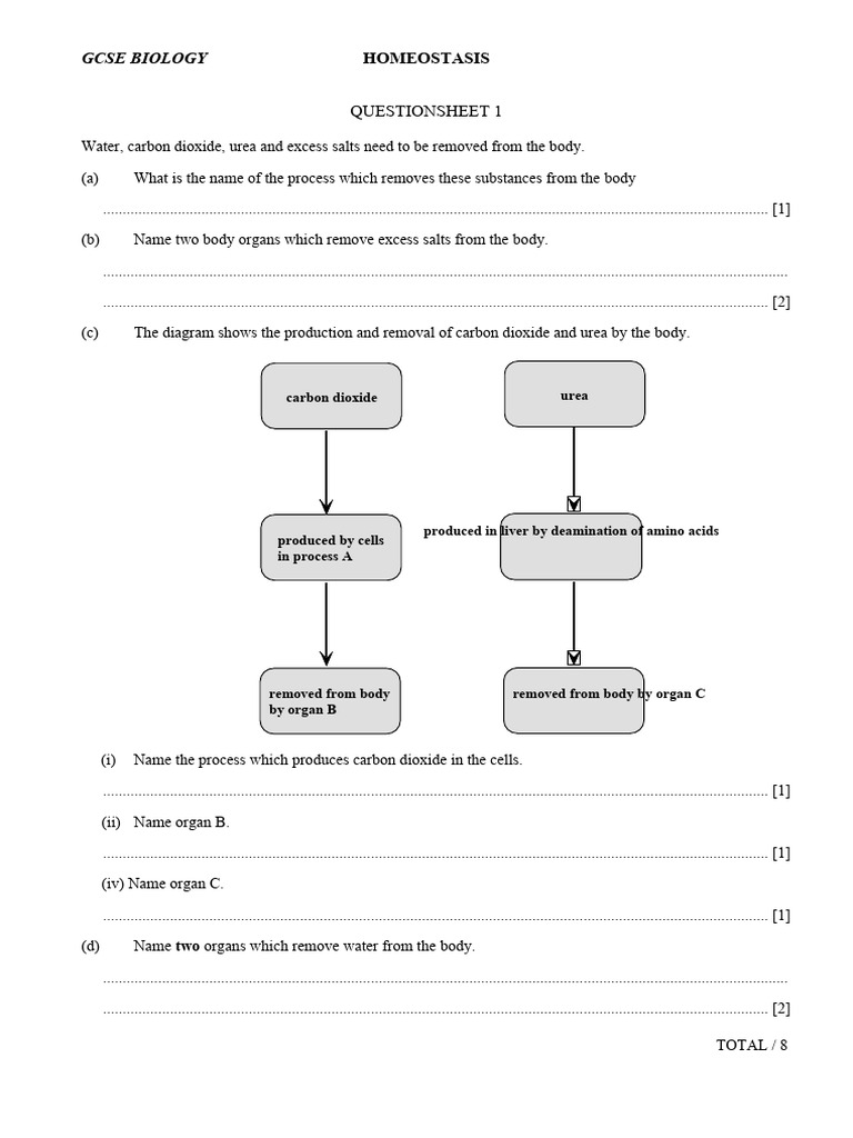 Homeostasis Questions | PDF | Kidney | Homeostasis