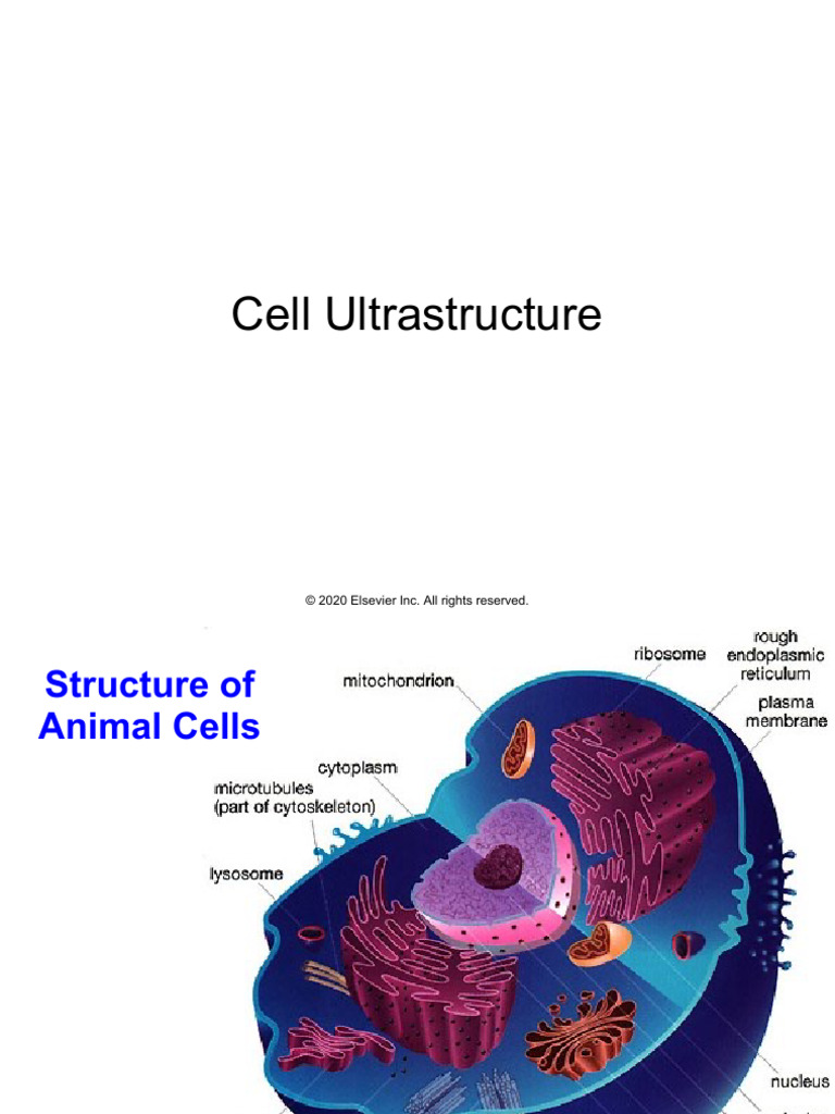 Lect 1. Cell Ultrastructure | PDF | Endoplasmic Reticulum | Protein ...