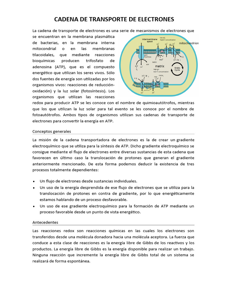 Cadena de Transporte de Electrones | PDF | Cadena de transporte de electrones | Trifosfato de ...