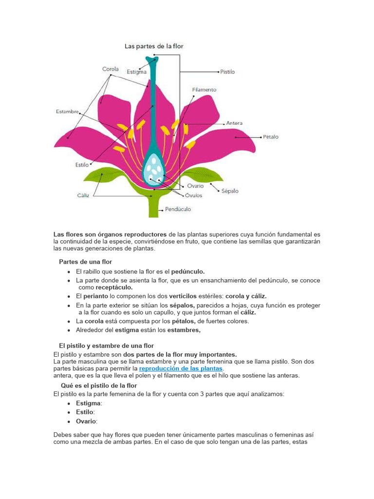 La Flor | PDF