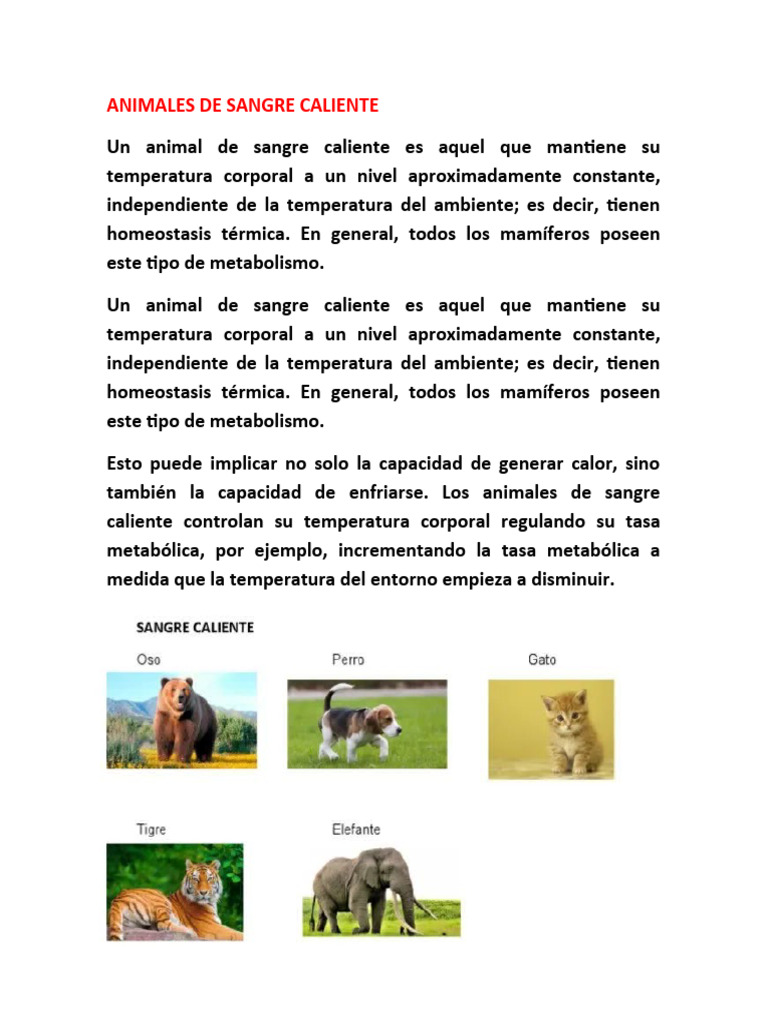 Animales: Sangre Caliente y Fría | PDF | Vertebrados | Esponja