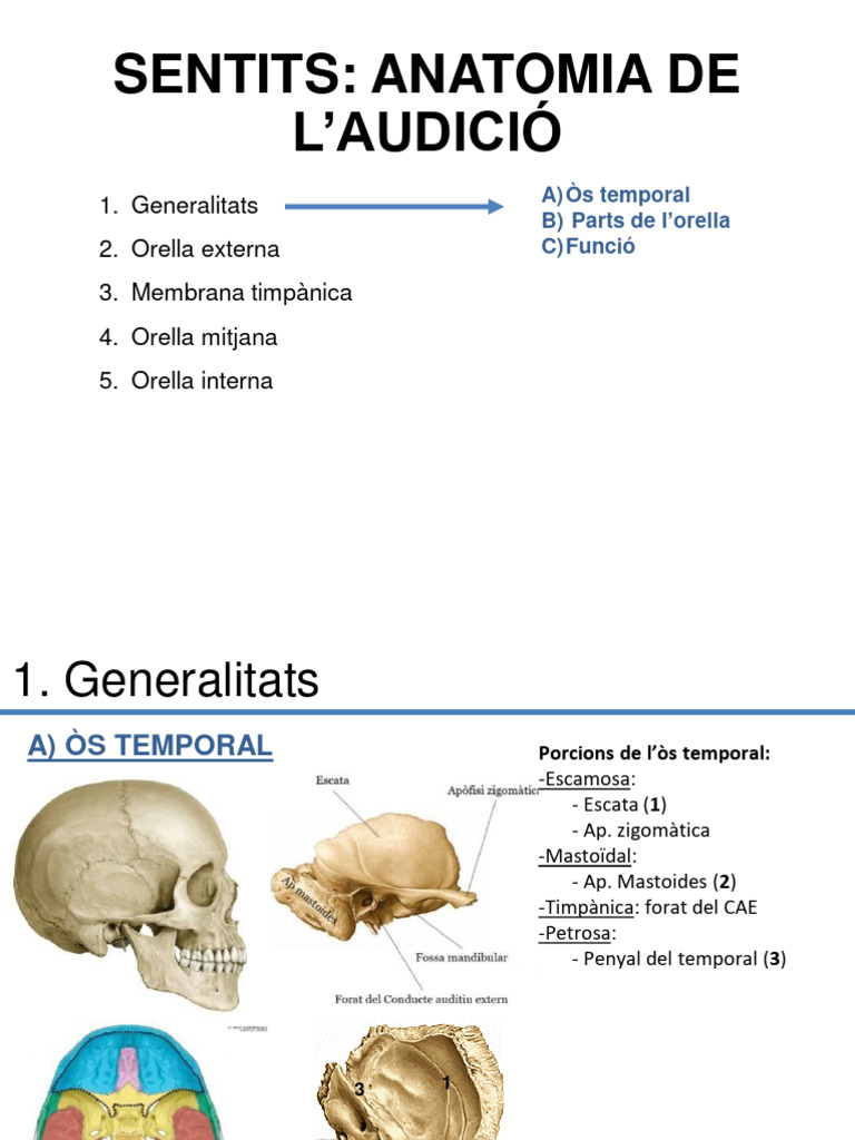 23-24 Anatomia Orella | PDF
