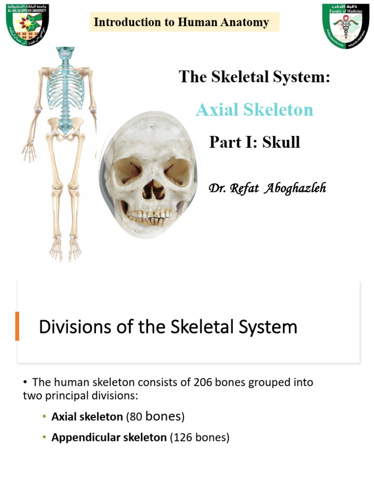 02 Skeletal System-Axial Skeleton, Skull | PDF | Human Nose | Skull