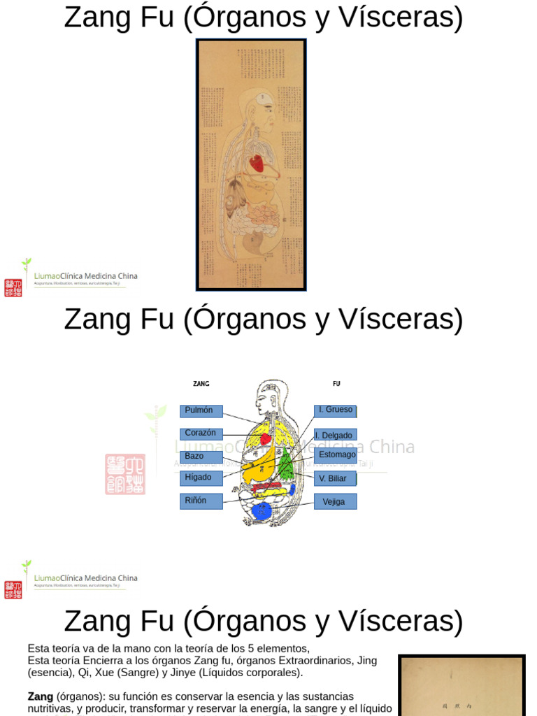 Zang Fu Parte 1 | PDF | Sangre | Corazón