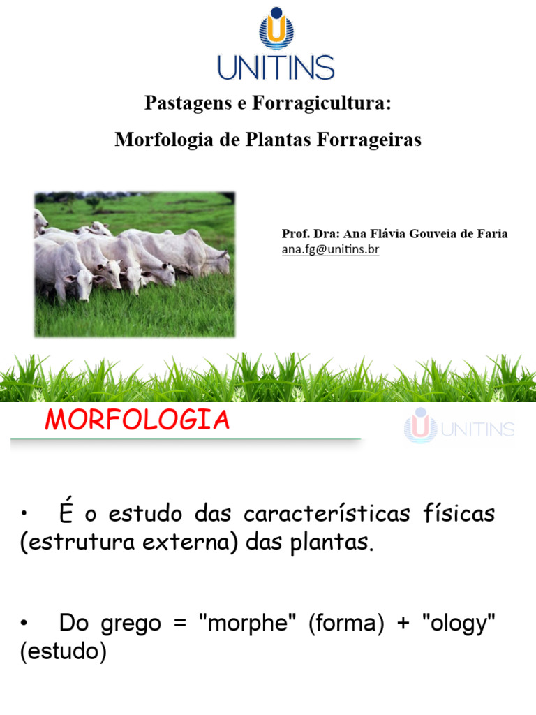 Aula 2 Morfologia de Plantas Forrageiras | PDF | Morfologia vegetal | Raiz