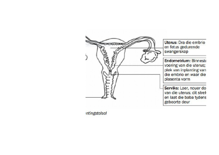 Vroulike Geslagsorgane | PDF