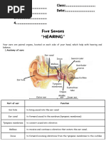 Human Ear Worksheet PDF | PDF | Ear | Hearing