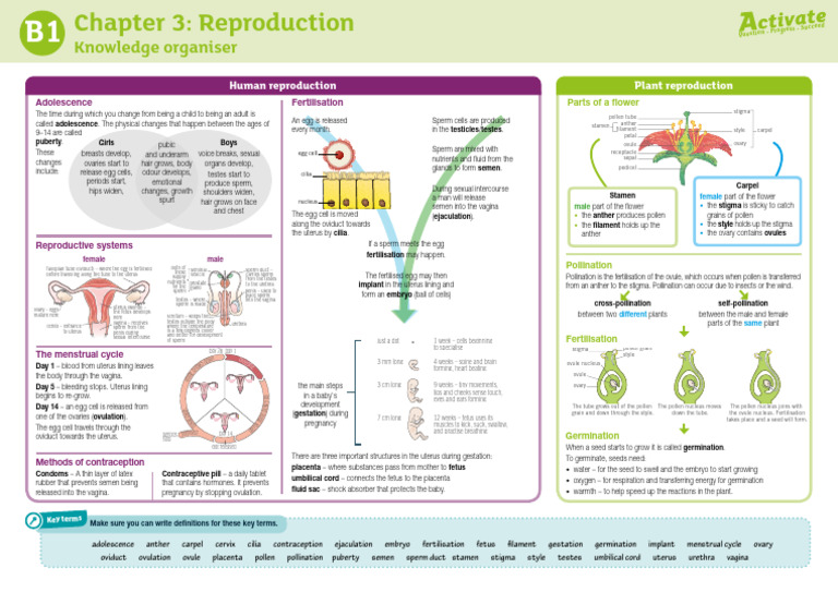 Reproduction Knowledge Organiser | PDF | Fertilisation | Human Reproduction