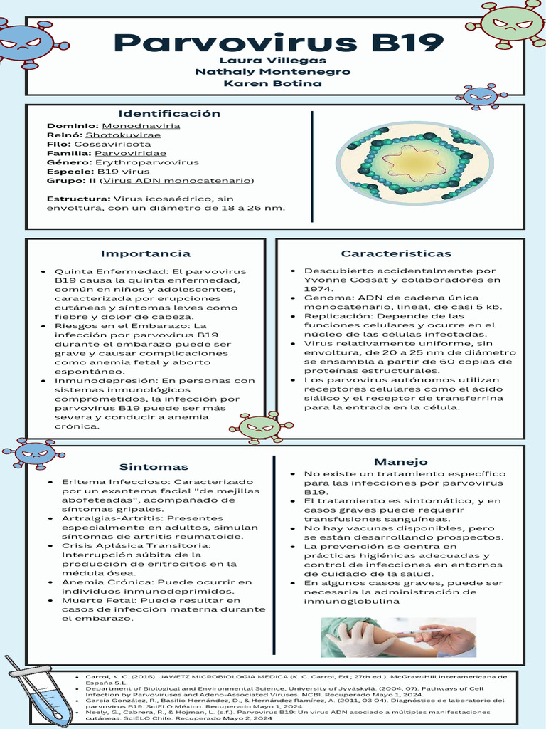 Parvovirus B19: Síntomas y Riesgos | PDF | Virus | Especialidades Medicas