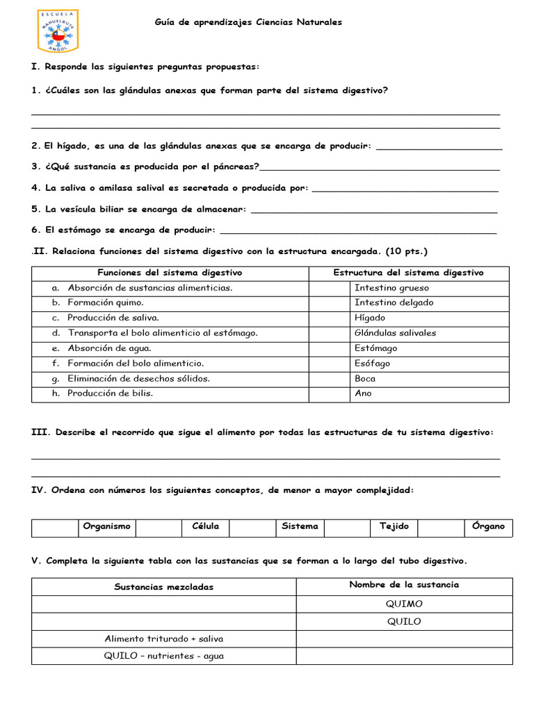 Guía de Ciencias Naturales Digestivas | PDF | Sistema digestivo humano ...