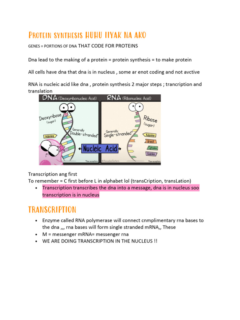 Protein Synthesis ? | PDF | Science & Mathematics