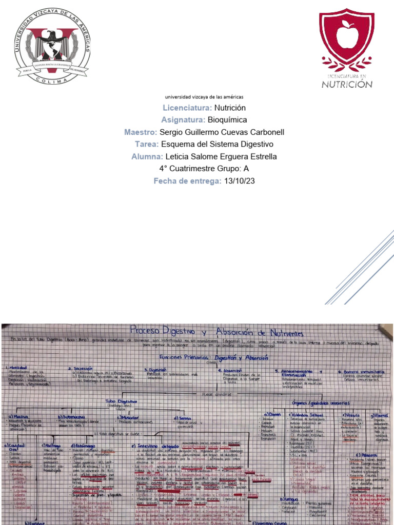 Esquema Del Sistema Digestivo | PDF