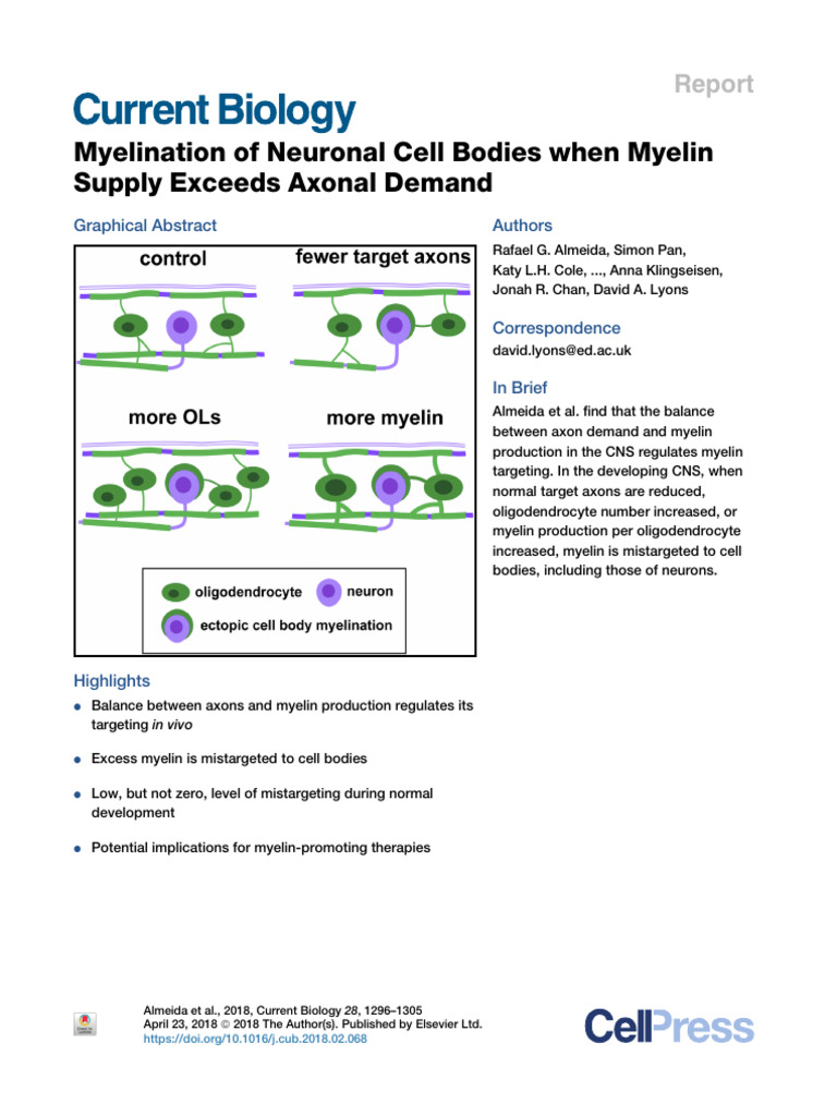 Cortical Neurons Exhibit Diverse Myelination Patterns That Scale Between Mouse Brain Regions and ...